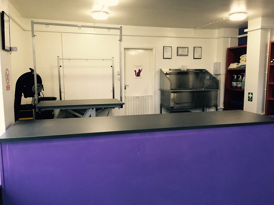 News and Blog - AV Purrfect Pets